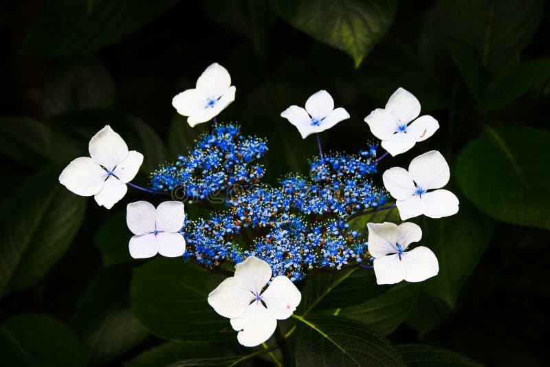 Flower power stock image. Image of garden, natural, wonder - 94054379