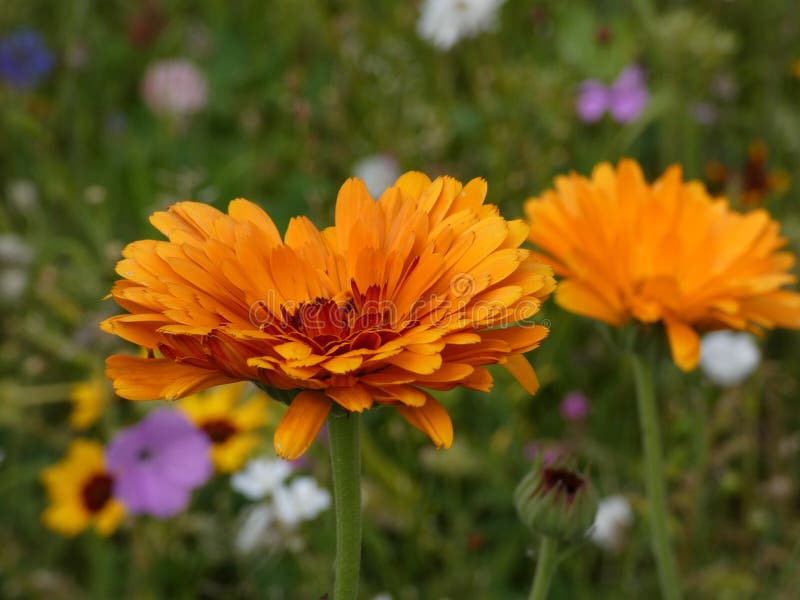 Flower power stock photo. Image of flower, colorful - 104881888