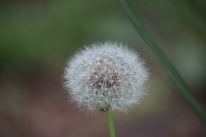 Flower power dandylion stock photo. Image of power, dandylions - 269333046