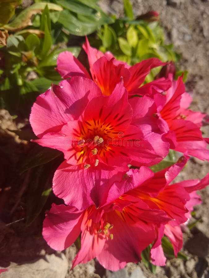 Flower Power in pink stock image. Image of shrub, plant - 182249873