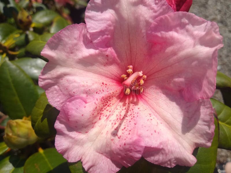 Flower Power in pink stock photo. Image of rose, pink - 182249880