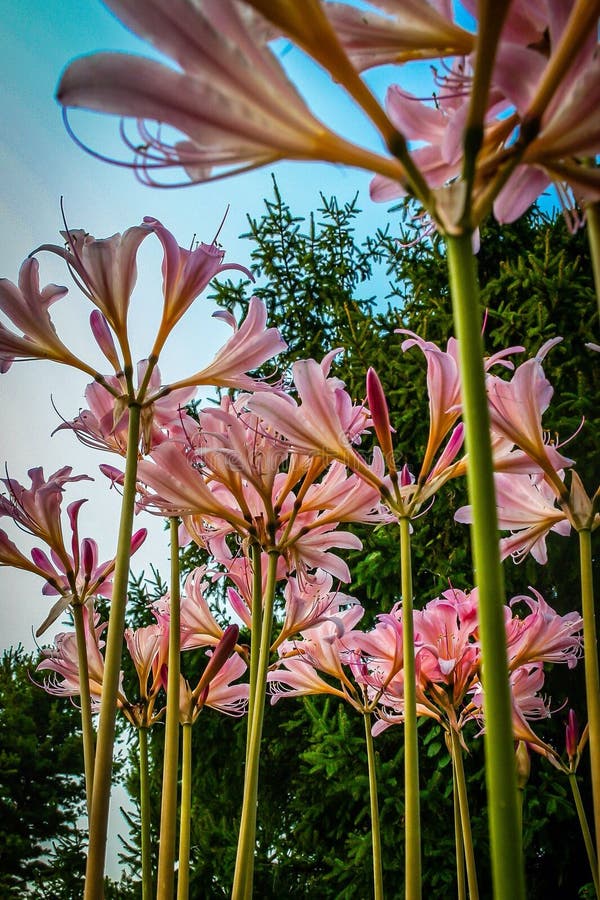 Stalk Flowers stock image. Image of floral, stalks, nature - 551481