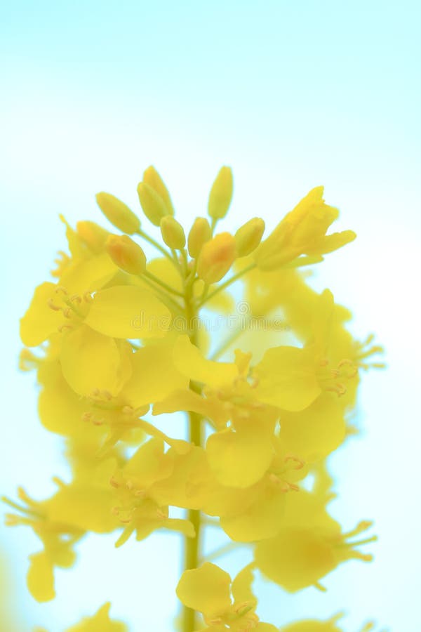 Flower power stock photo. Image of meadow, luxuriously - 31356796