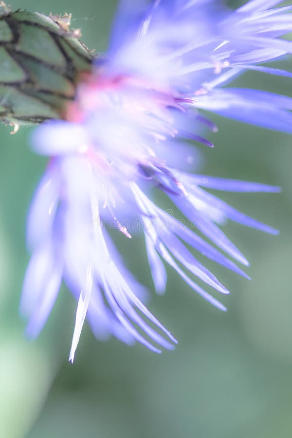 Flower power stock image. Image of garden, environment - 31743895