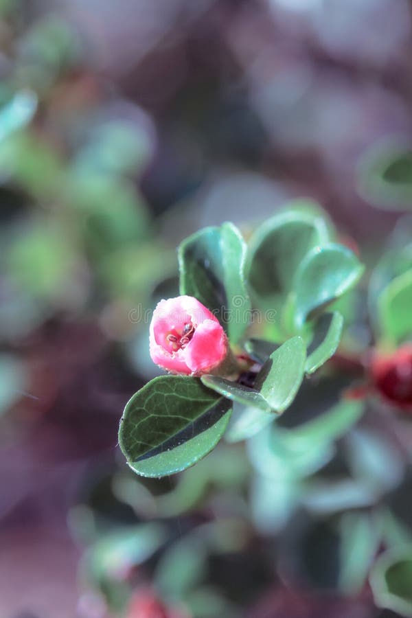 Flower power stock image. Image of organically, brightly - 31795339