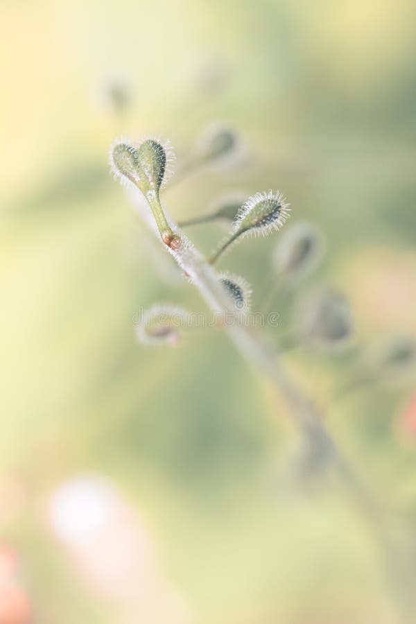Flower power stock photo. Image of meadow, botany, green - 38919162