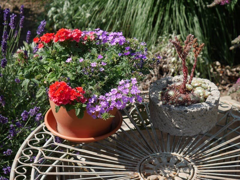 Flower power stock image. Image of lake, flower, nature - 57042259