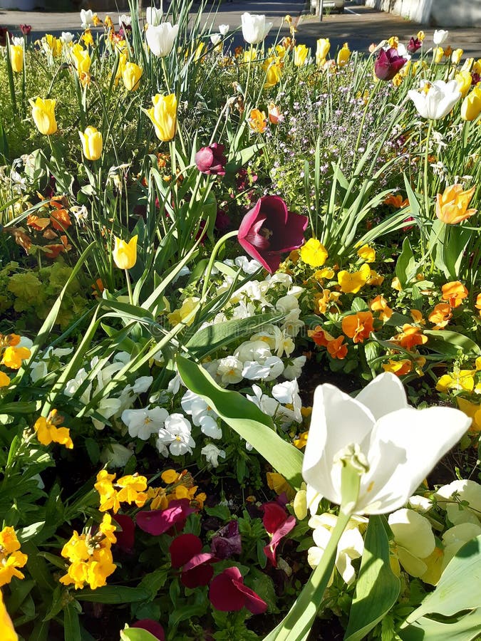 Flower Power, Tulipes are Beautiful Stock Photo - Image of autumn ...