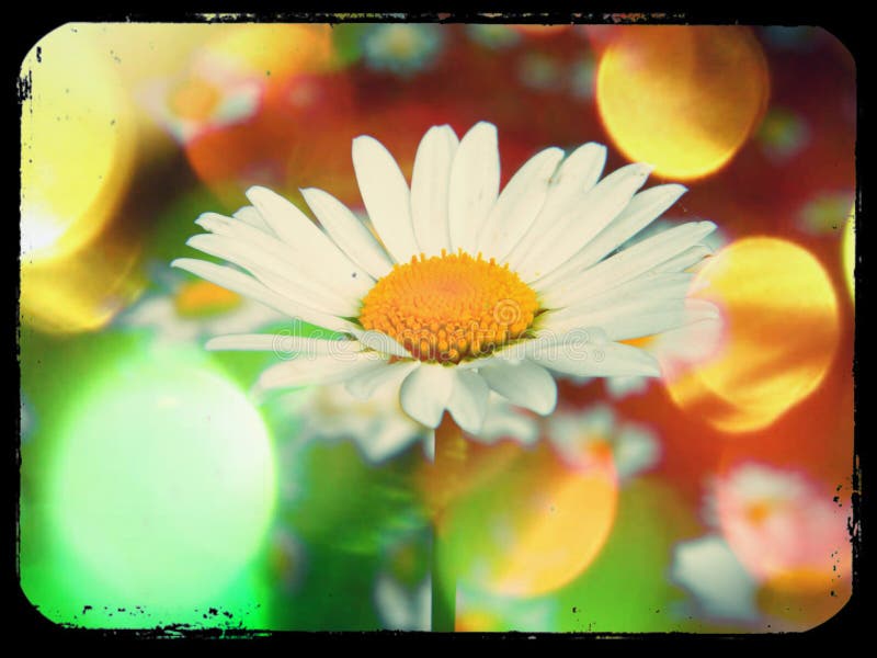 Flower Power White Disco Daisy Stock Image - Image of retro, flora ...