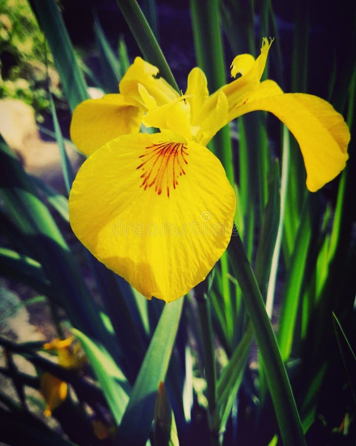 Flower power stock image. Image of power, yellow, nature - 116796661