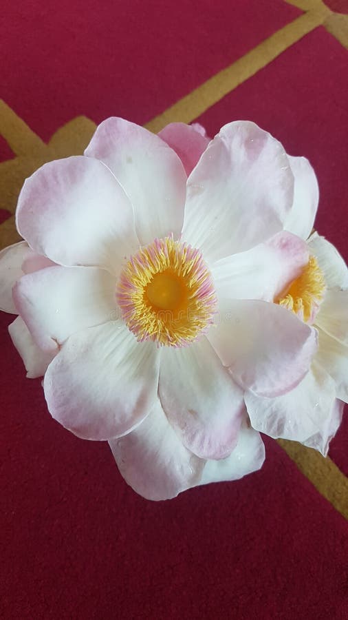 Flower for pray stock photo. Image of white, tulip, rose - 181073908