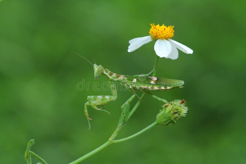 The flower Praying Mantis stock photo. Image of family - 59300378