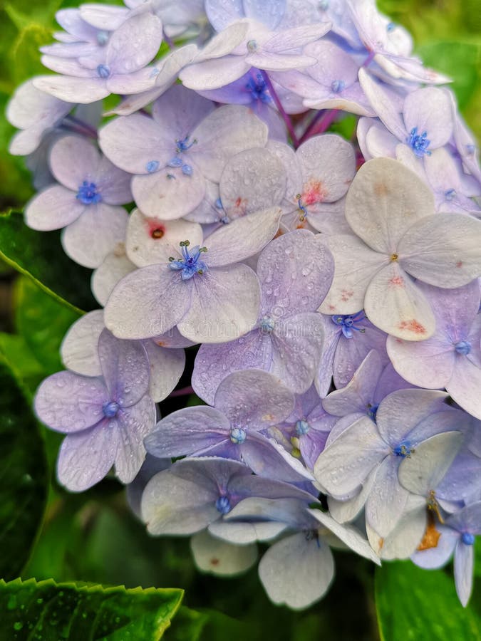 Flower stock photo. Image of pretty, flower, hydrangeas - 119605528