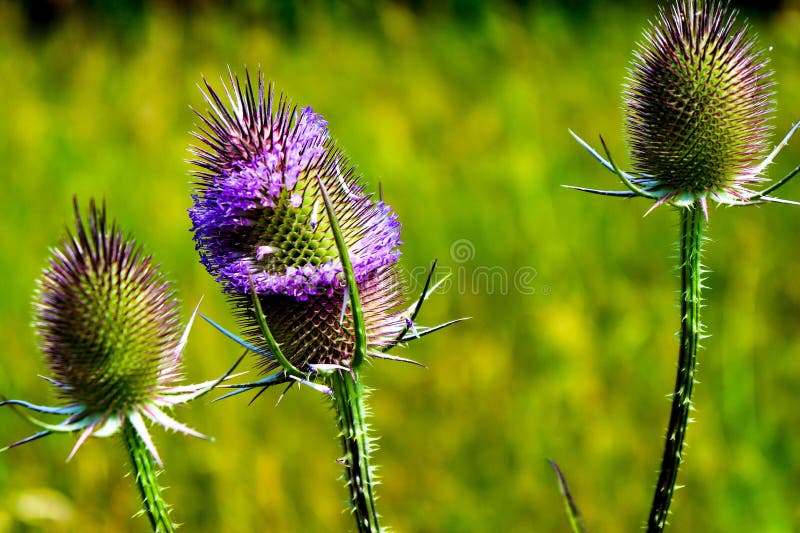 Flower with Prickles on a Green Field. Blooming Thorn. Wild Flower ...