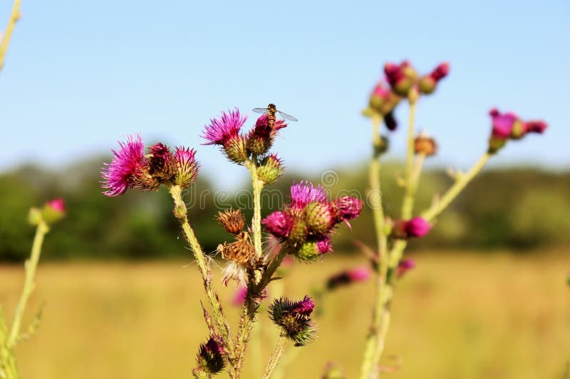 Flower with Prickles on a Green Field. Blooming Thorn. Wild Flower ...