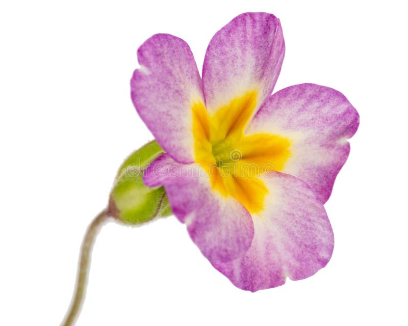 Flower of Primrose, Isolated on White Background Stock Photo - Image of ...