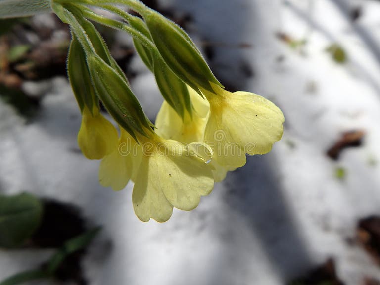 Flower primrose and snow, stock image. Image of botanical - 91960607