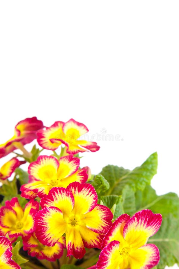 Flower primrose stock image. Image of paint, path, isolated - 49315897