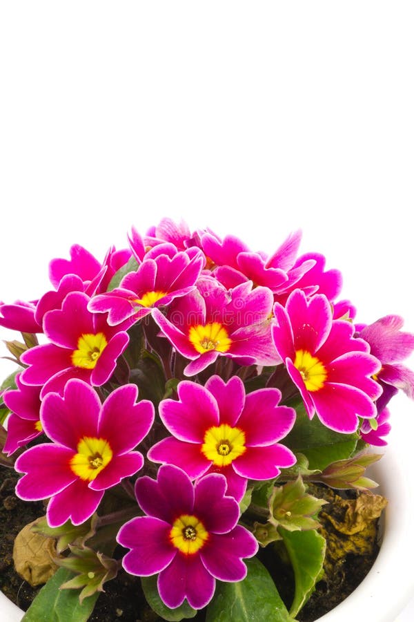 Flower of Primula stock image. Image of petal, pastel - 29340025