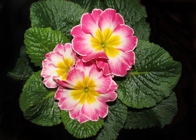 Flower, Primula, Flowering Plant, Plant Picture. Image: 136081243