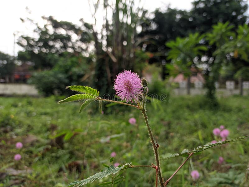 Flower Princess between the Backwards of White Cloud Stock Photo ...