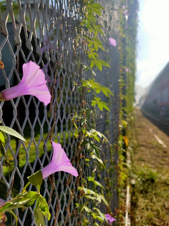 Flower at the Prison Fences Stock Photo - Image of tree, leaf: 202763110