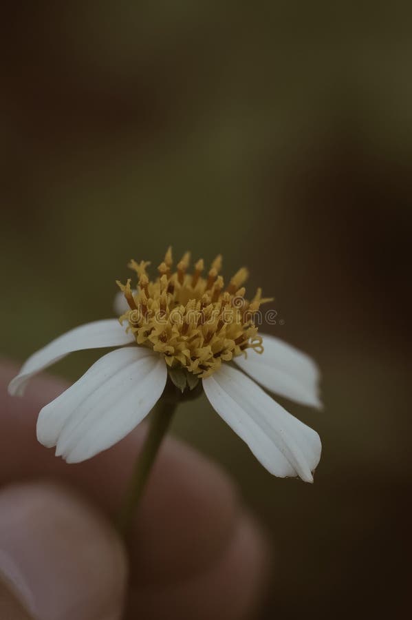 Flower stock photo. Image of park, used, flower, 90mm - 277746980