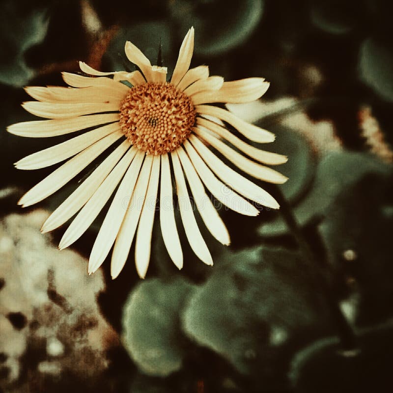 Flower stock image. Image of flower, vsco, preset, processed - 99150217