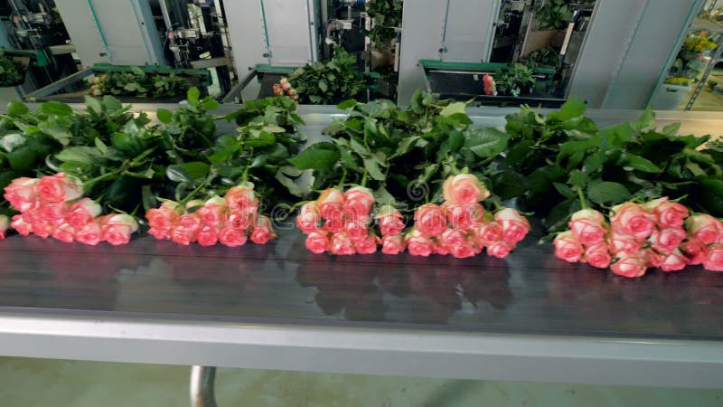 Processing of Roses at Flower Factory. Stock Footage - Video of green ...