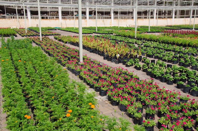 Flower production stock photo. Image of growth, enclosed - 28074964