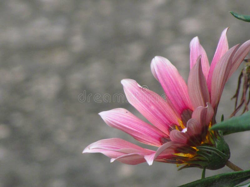 Flower Profile stock image. Image of beautiful, flora - 127425645