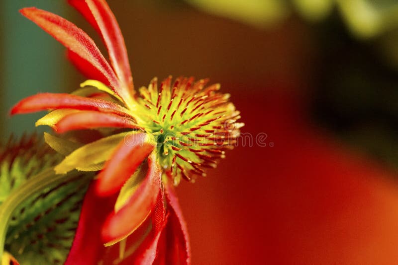 Flower profile stock image. Image of bokeh, flower, bright - 42031753
