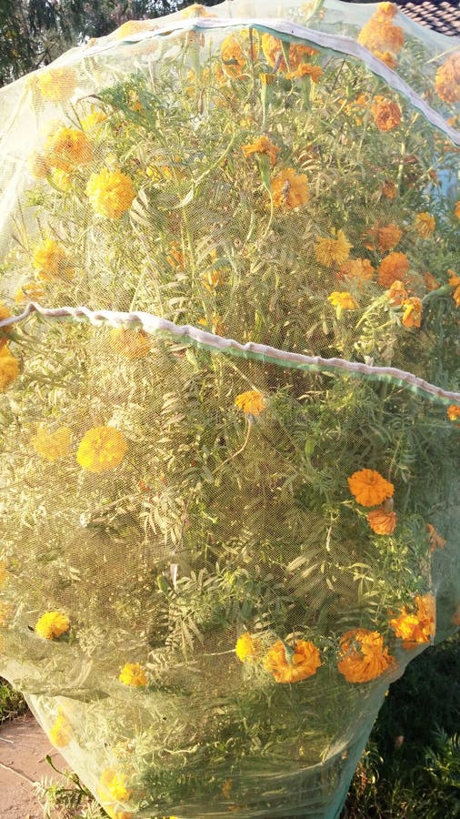 Flower stock image. Image of leaves, protaction, flower - 84046161