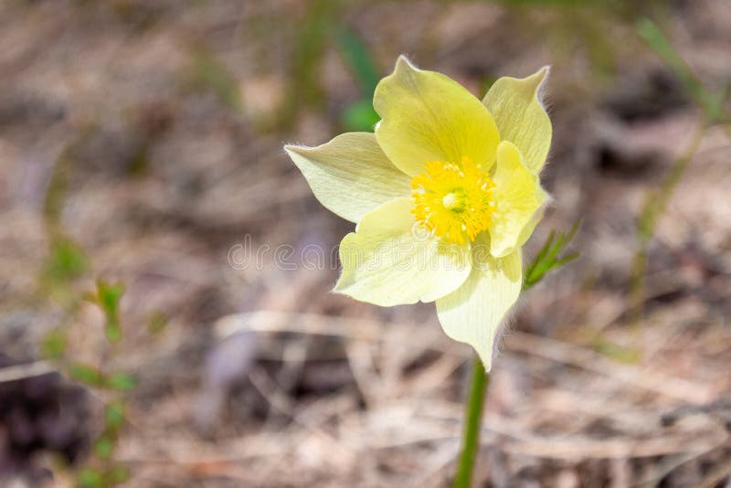 Flower of Pulsatilla Patens Stock Photo - Image of background, earth ...