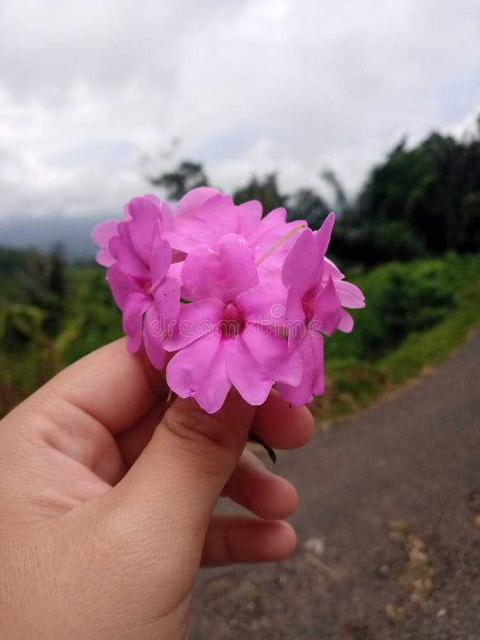 The Flower of the Purity of Love and Sincerity of Affection. Stock ...