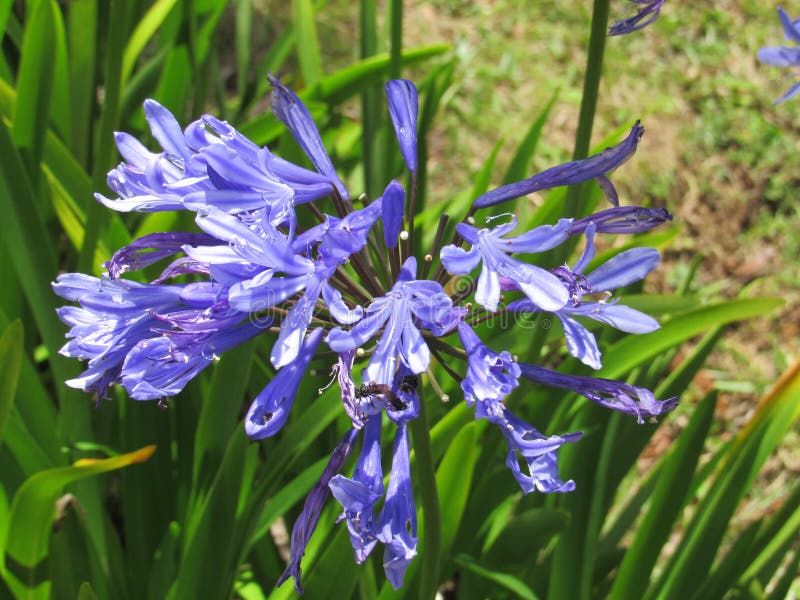 Purper in flower stock photo. Image of roxo, verde, purper - 146506246