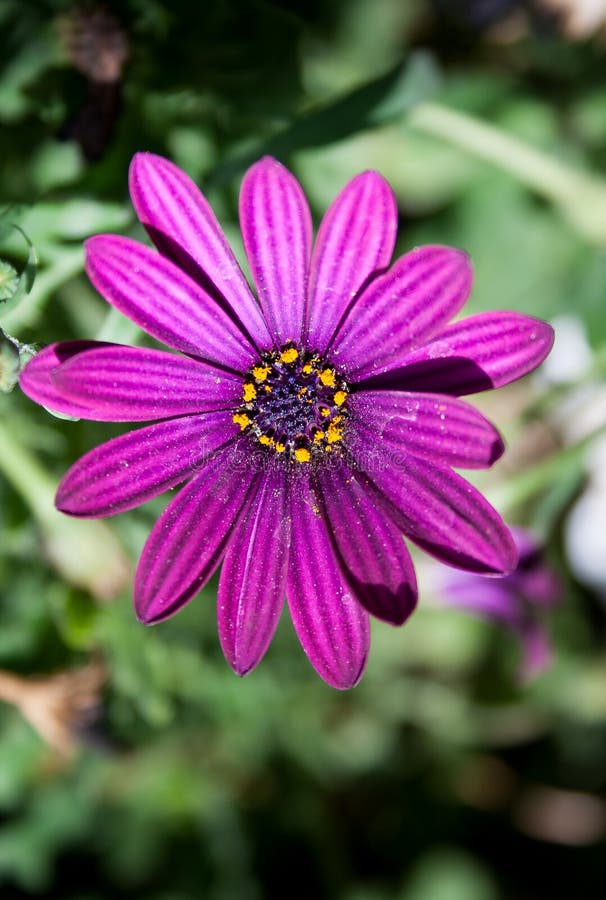 Flower with Purple Colored Petals in a Garden Stock Image - Image of ...