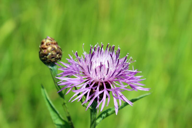 Flower purple cornflower stock image. Image of rural - 62163371