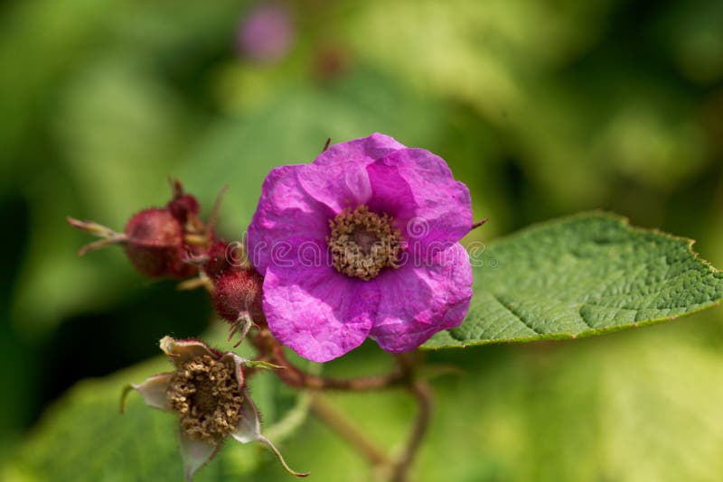 Flower of a Purple Flowered Raspberry, Rubus Odoratus Stock Photo ...