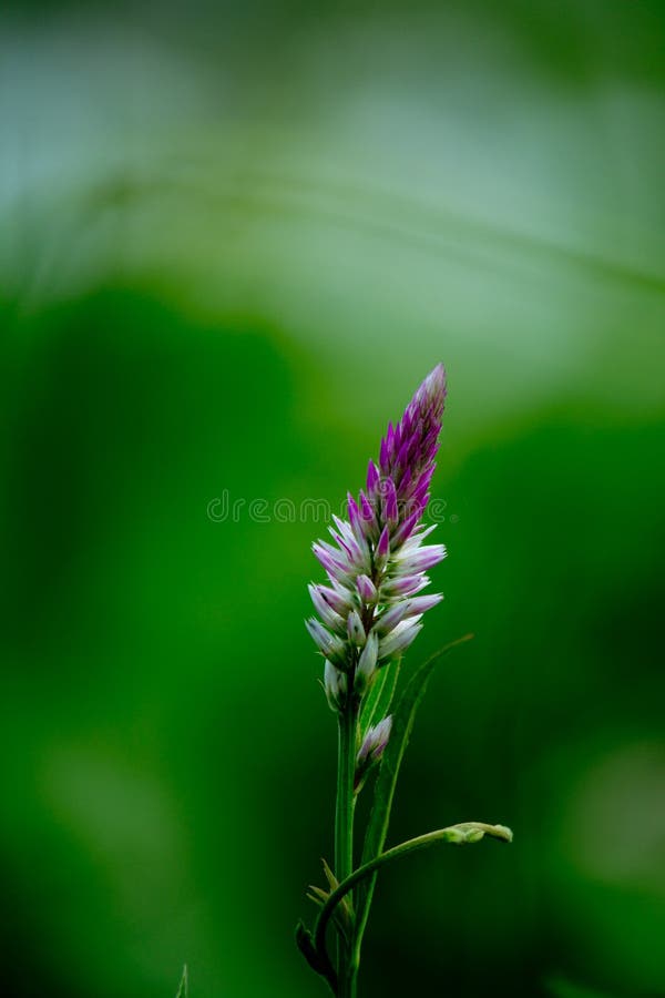 Flower stock image. Image of flowers, scenic, outside - 32961927
