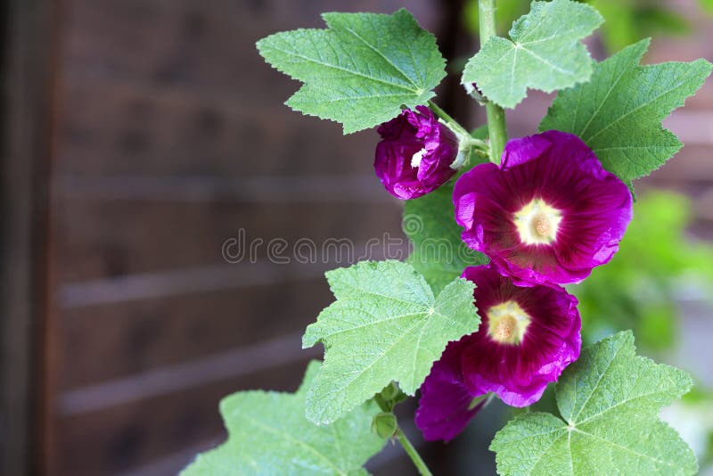 Flower of Purple Mallow Closeup Stock Photo - Image of alcea, flower ...