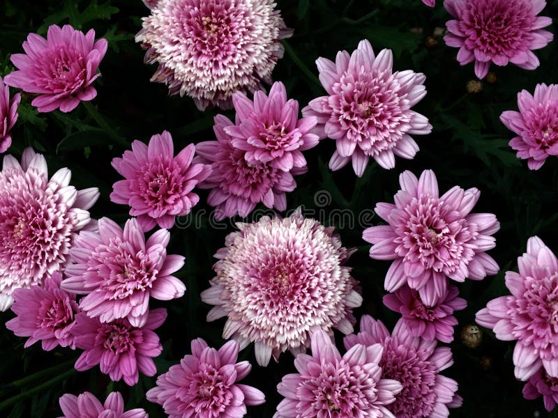 Flower, Purple, Pink, Violet Picture. Image: 125934499