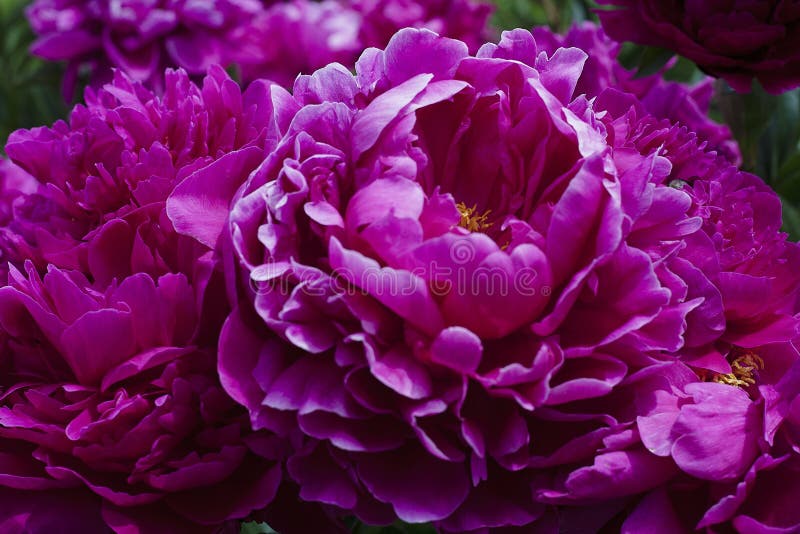 Flower, Purple, Plant, Peony Picture. Image: 132274099