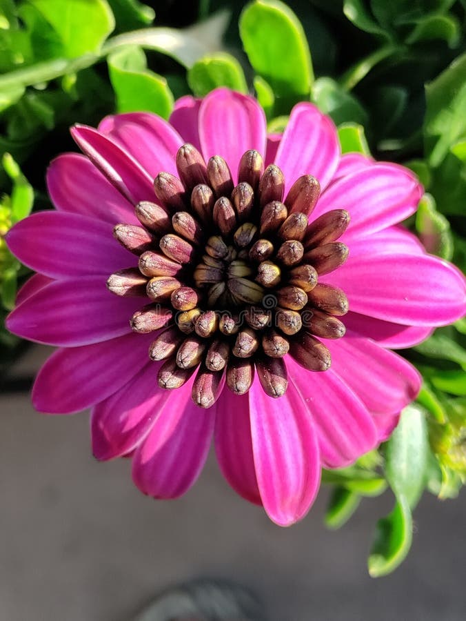 Flower Purple Pop stock photo. Image of purple, flower - 218476032