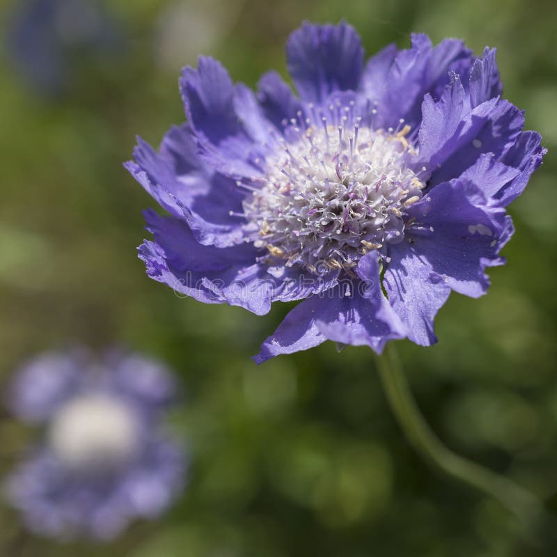Flower purple scabiosa stock photo. Image of petals, botanical - 85636942