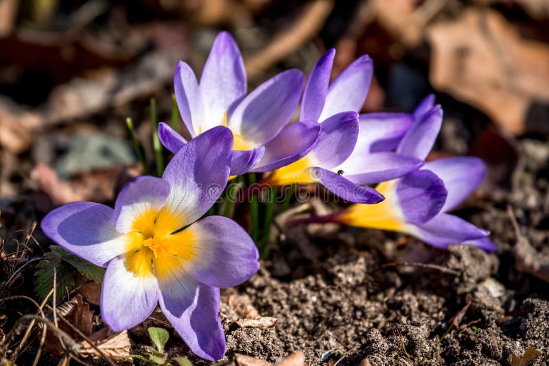 Flower Purple and Yellow Crocus Stock Photo - Image of flower, spring ...