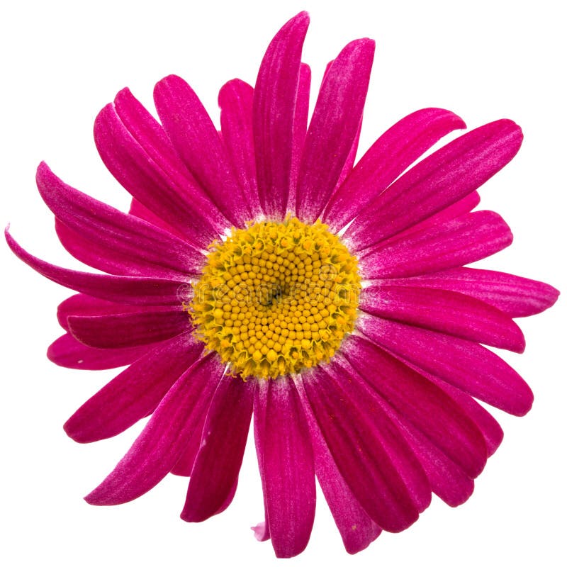 Flower of Pyrethrum, Isolated on White Background Stock Image - Image ...
