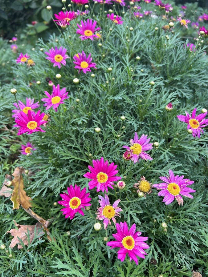 Flower - Pyrethrum stock image. Image of daisy, closeup - 277441645