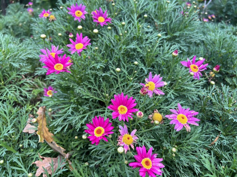 Flower - Pyrethrum stock image. Image of bright, pyrethrum - 277441651