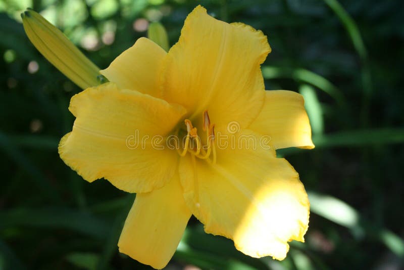 Flower in Quebec. Canada, North America. Stock Image - Image of ...